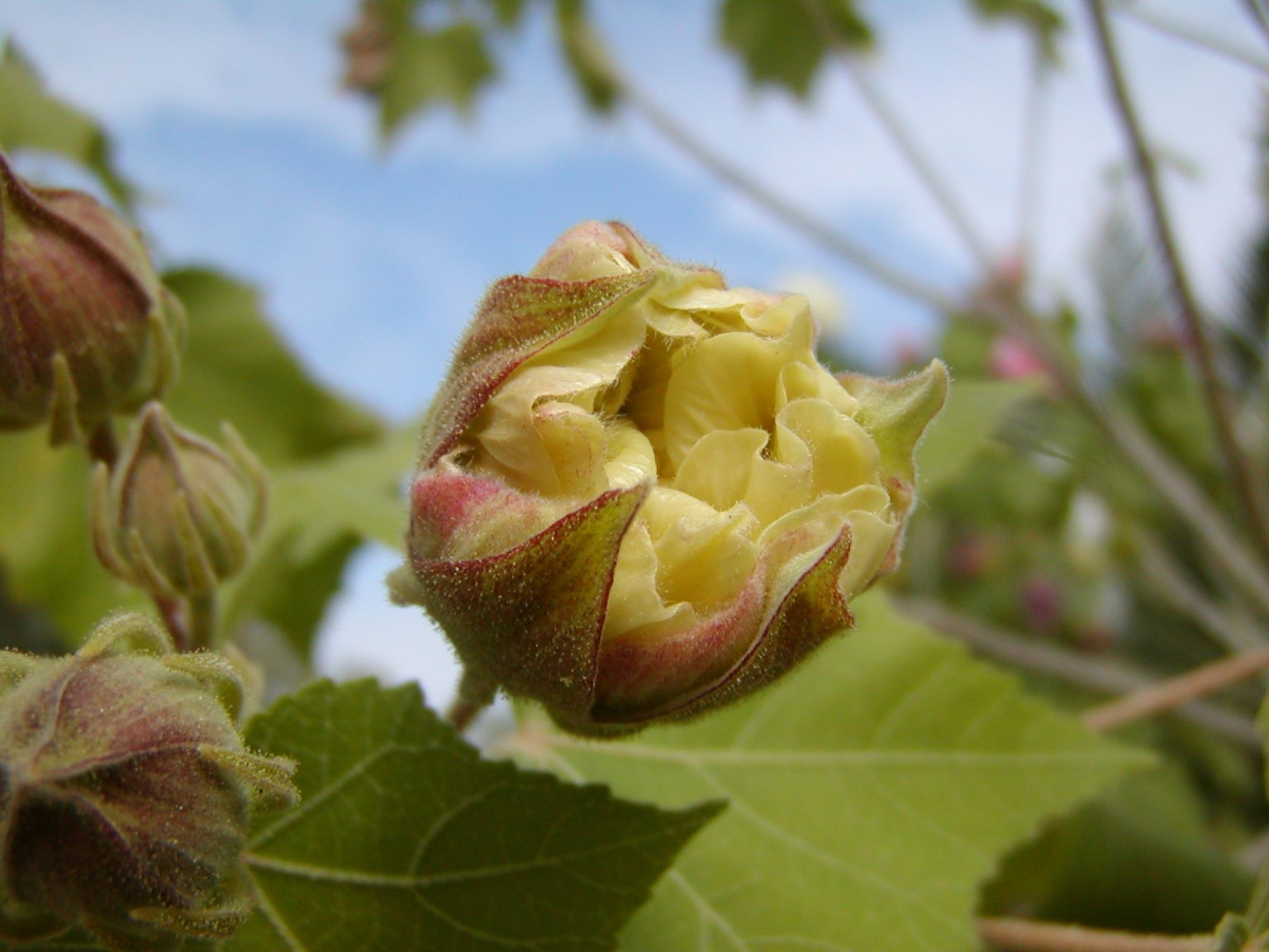 Gelbe Blüte beim Entfalten - Der Kohli Blog