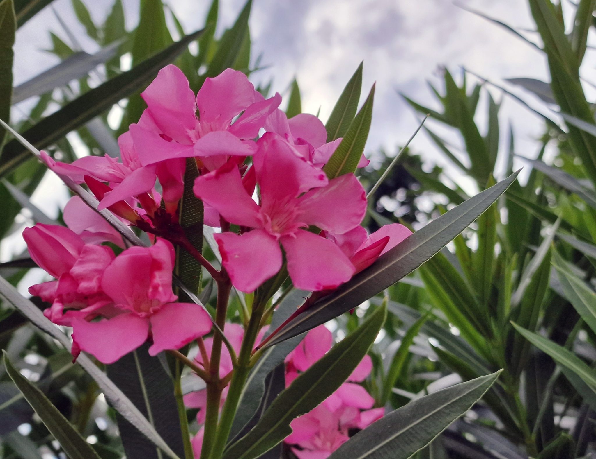Oleander auf der Insel Kreta - Der Kohli Blog