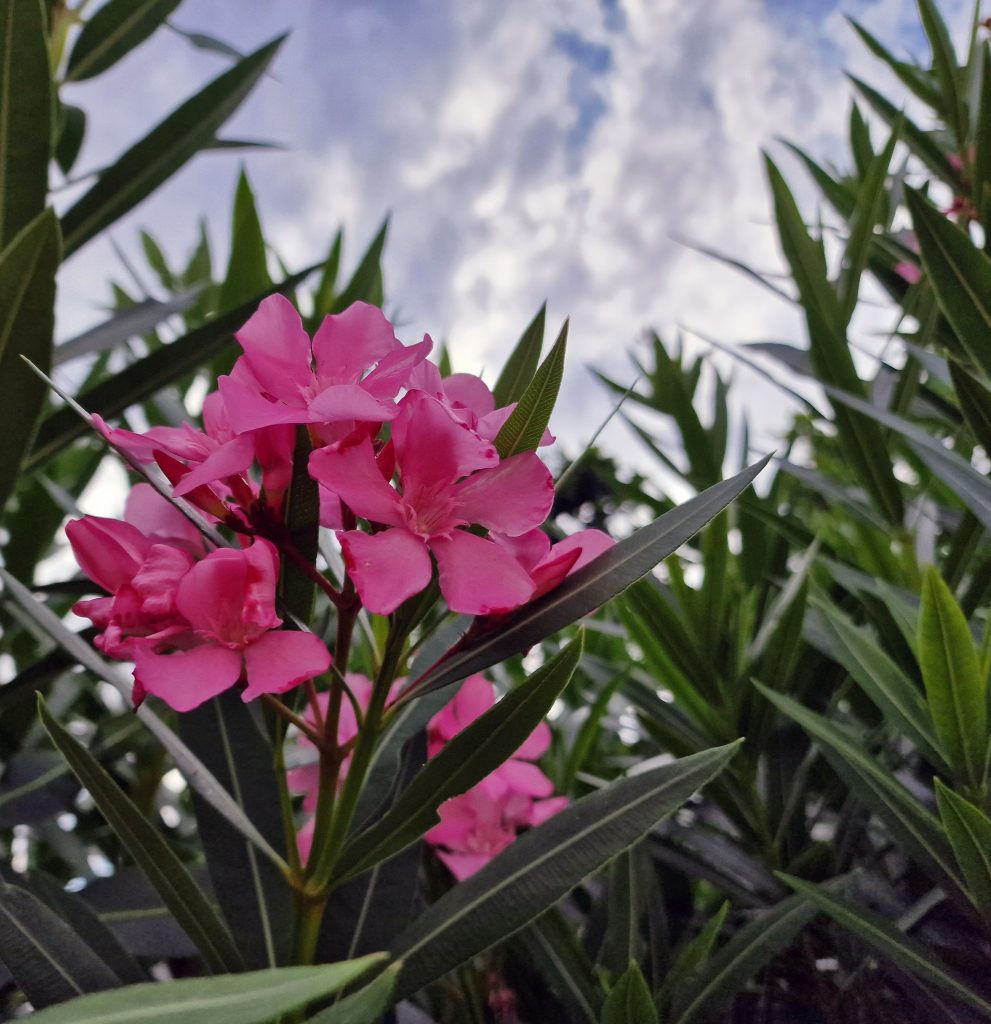 Oleander auf der Insel Kreta - Der Kohli Blog