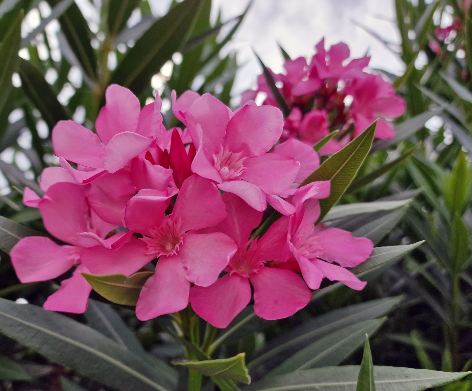 Oleander auf der Insel Kreta - Der Kohli Blog