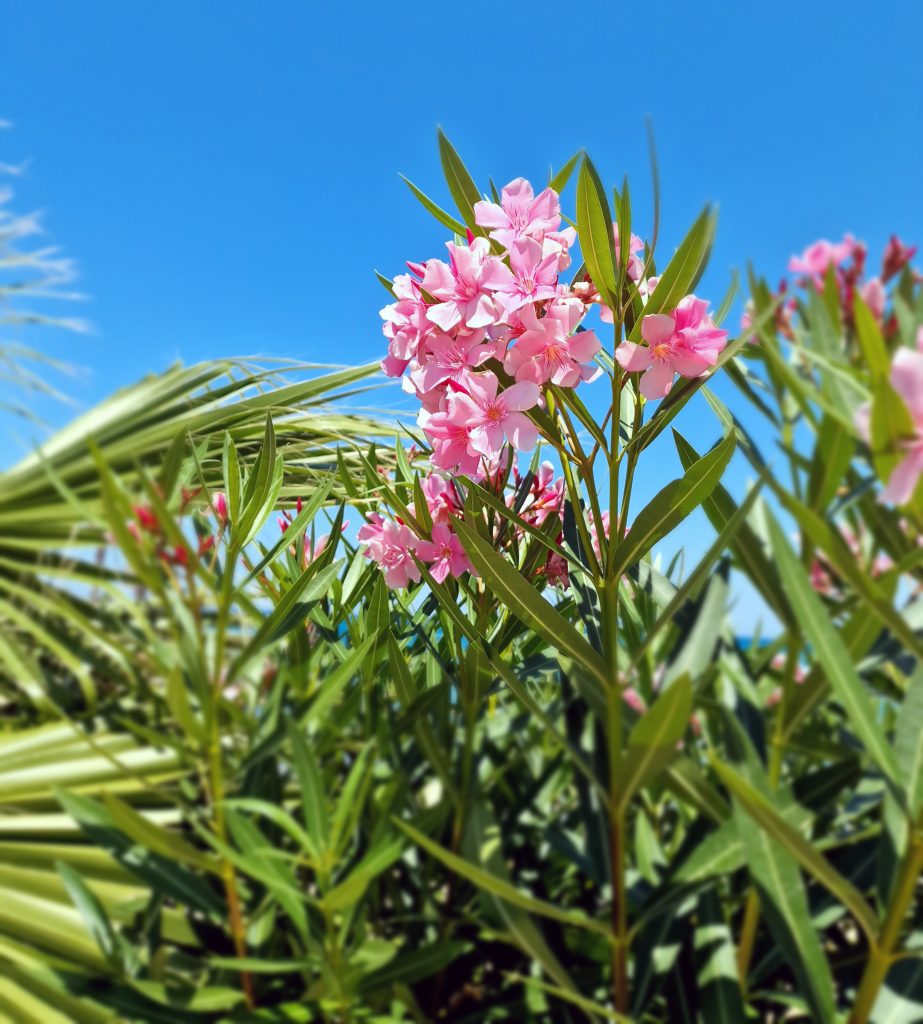 Oleander auf der Insel Kreta - Der Kohli Blog