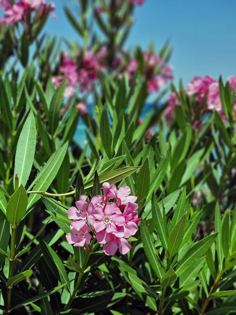 Oleander auf der Insel Kreta - Der Kohli Blog