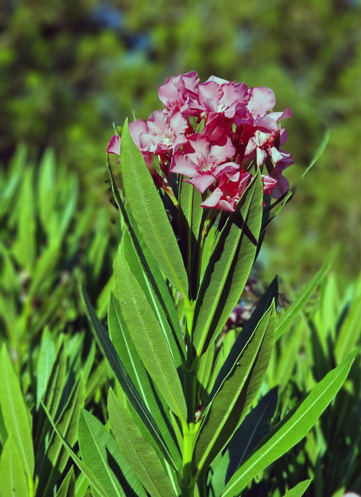 Oleander auf der Insel Kreta - Der Kohli Blog