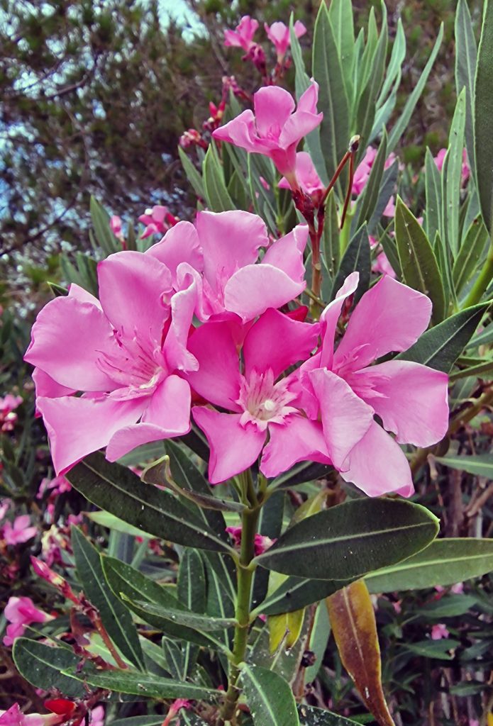 Oleander auf der Insel Kreta - Der Kohli Blog