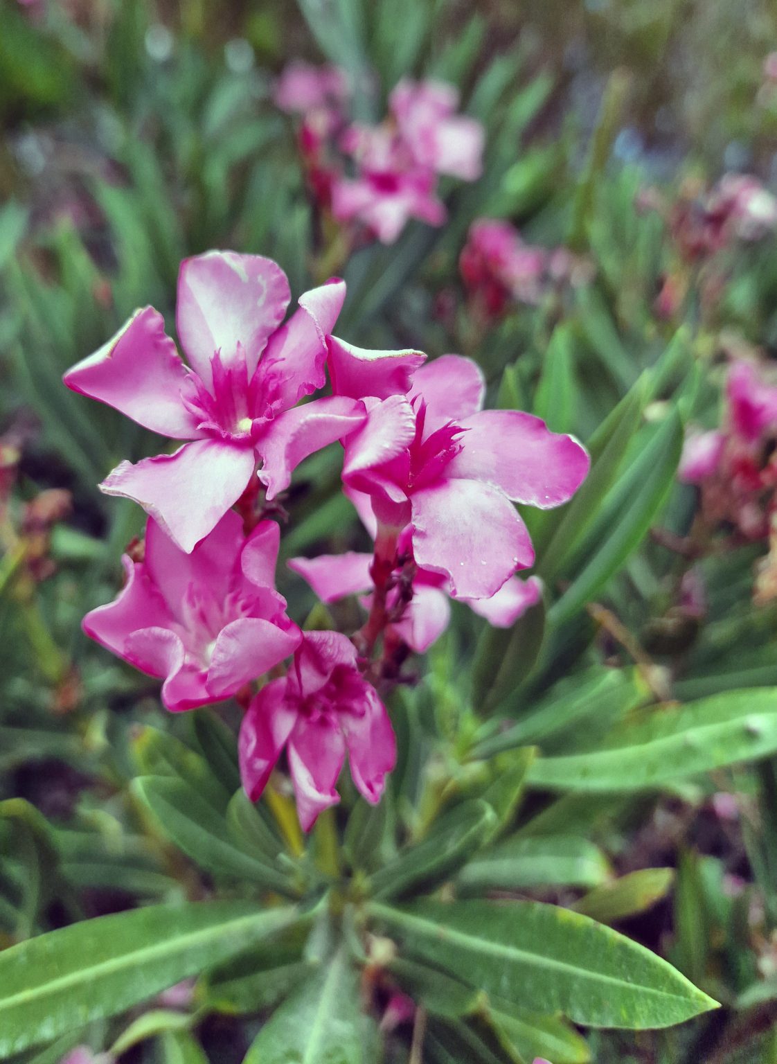 Oleander auf der Insel Kreta - Der Kohli Blog