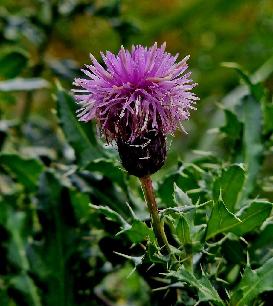 Acker-Distel - Der Kohli Blog