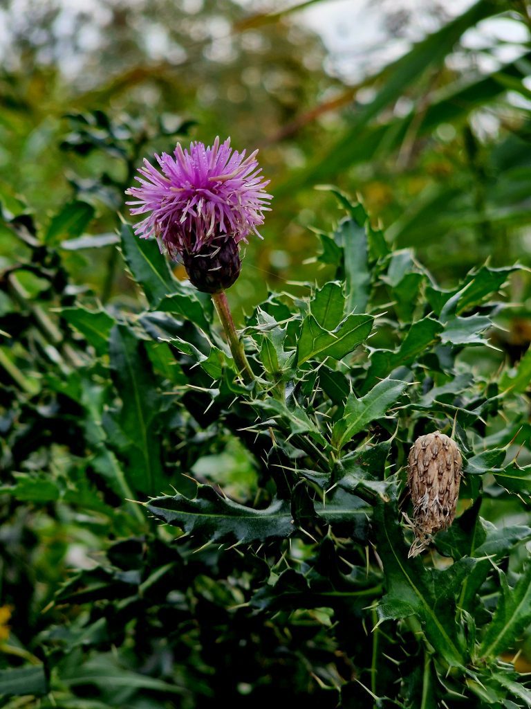 Acker-Distel - Der Kohli Blog