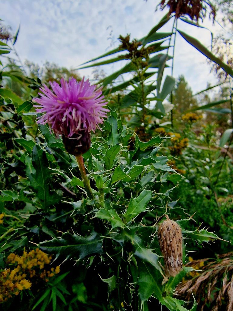 Acker-Distel - Der Kohli Blog