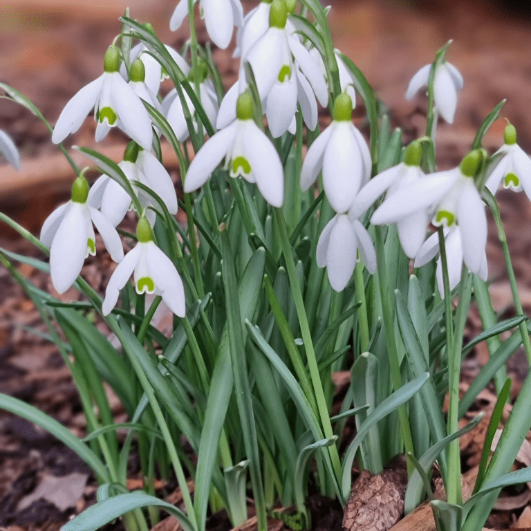 Löwenzahn Mai 2023 - Der Kohli Blog